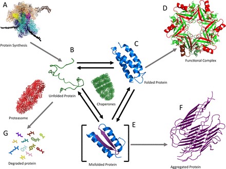 Understanding the molecular with biochemistry and biophysics – ARCHIVE